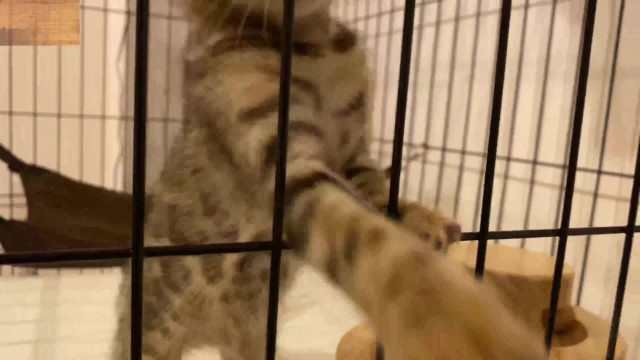 Hardplay With Pussy You Cant Stand Anymore