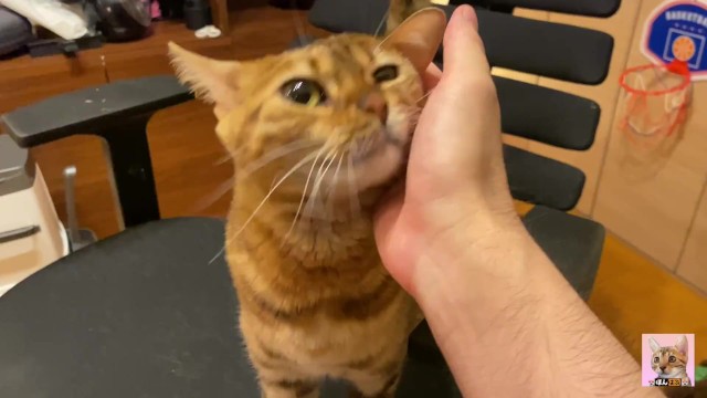 当你回家时跑到你身边舔你的小猫 一只被宠坏的小猫，在你的脸上擦拭她的气味